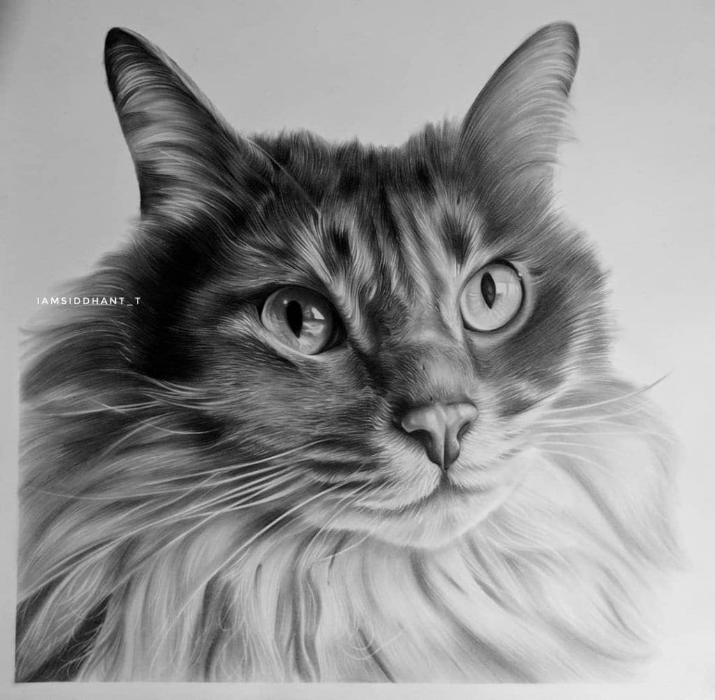 Cat Pencil Portrait Hyper Realistic Portrait Siddhant- Stoned Santa